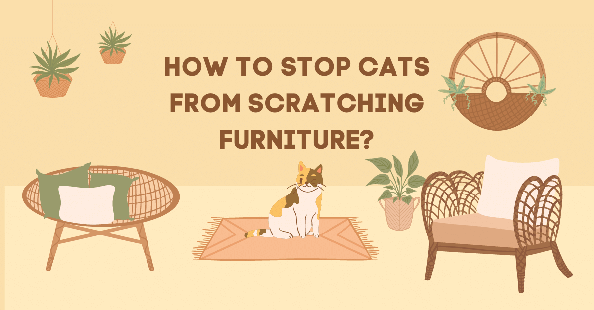 How To Stop Cats From Scratching Furniture Cat Carrol